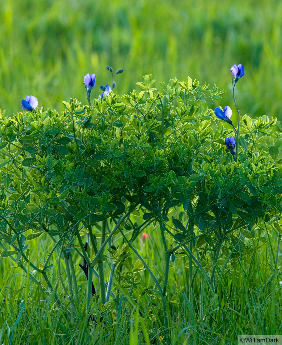 False Indigo | ©2010 William Dark; Shelton Cook Memorial Prairie, near ...